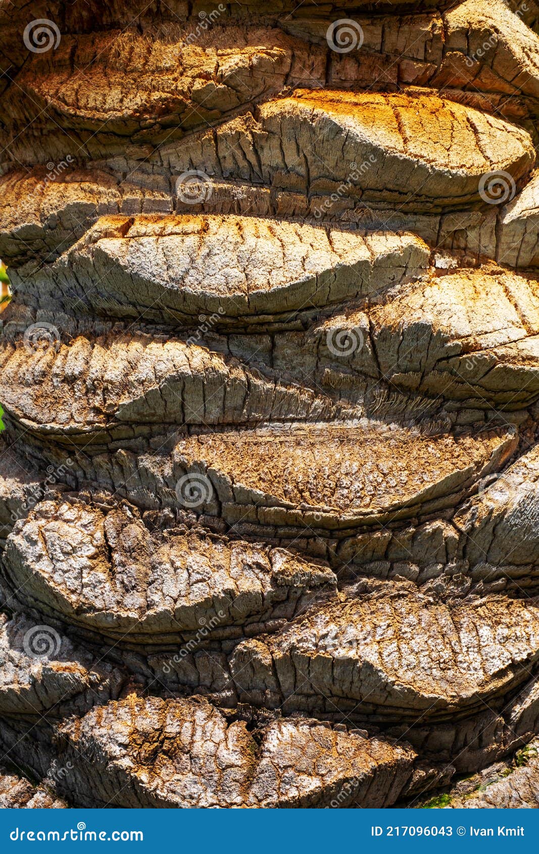 Palm Tree Stem Detail Bark Texture Stock Image - Image of wooden, aging ...
