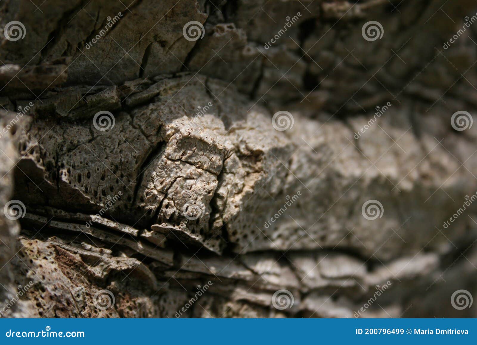 Palm Tree Stem Texture. Detail of the Trunk of a Palm Tree Stock Image ...