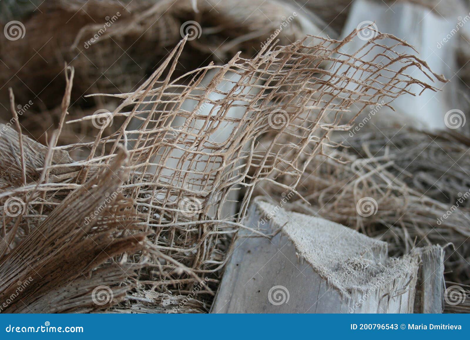Palm Tree Stem Texture. Detail of the Trunk of a Palm Tree Stock Image ...