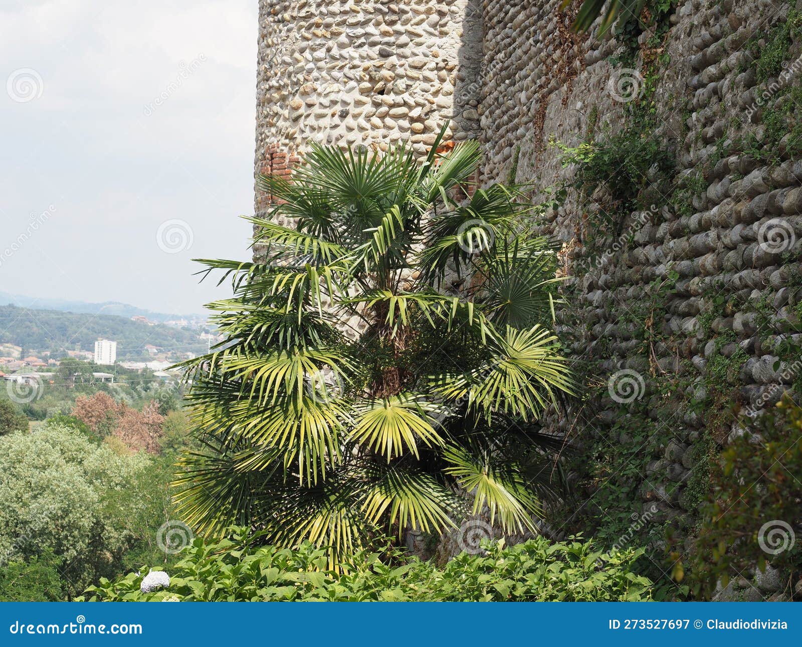 Palm tree by a stone wall stock image. Image of scientific - 273527697