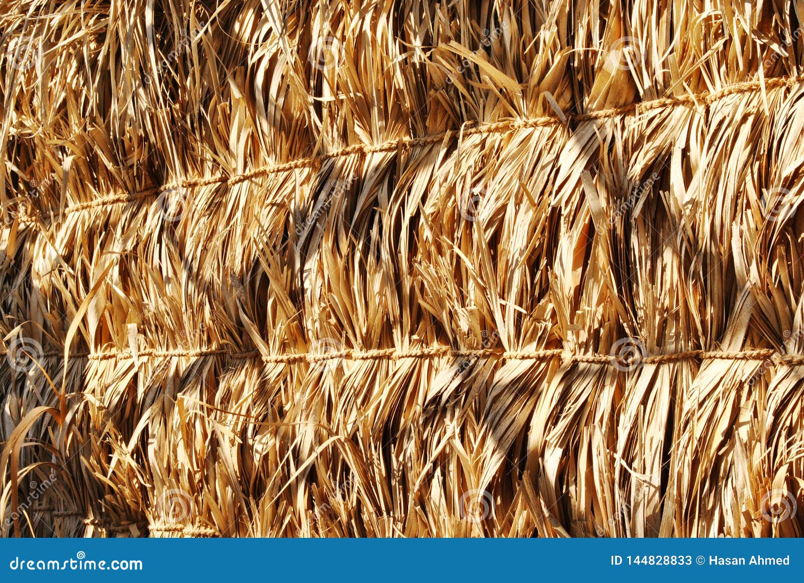 Palm Tree straw texture stock image. Image of animal - 144828833