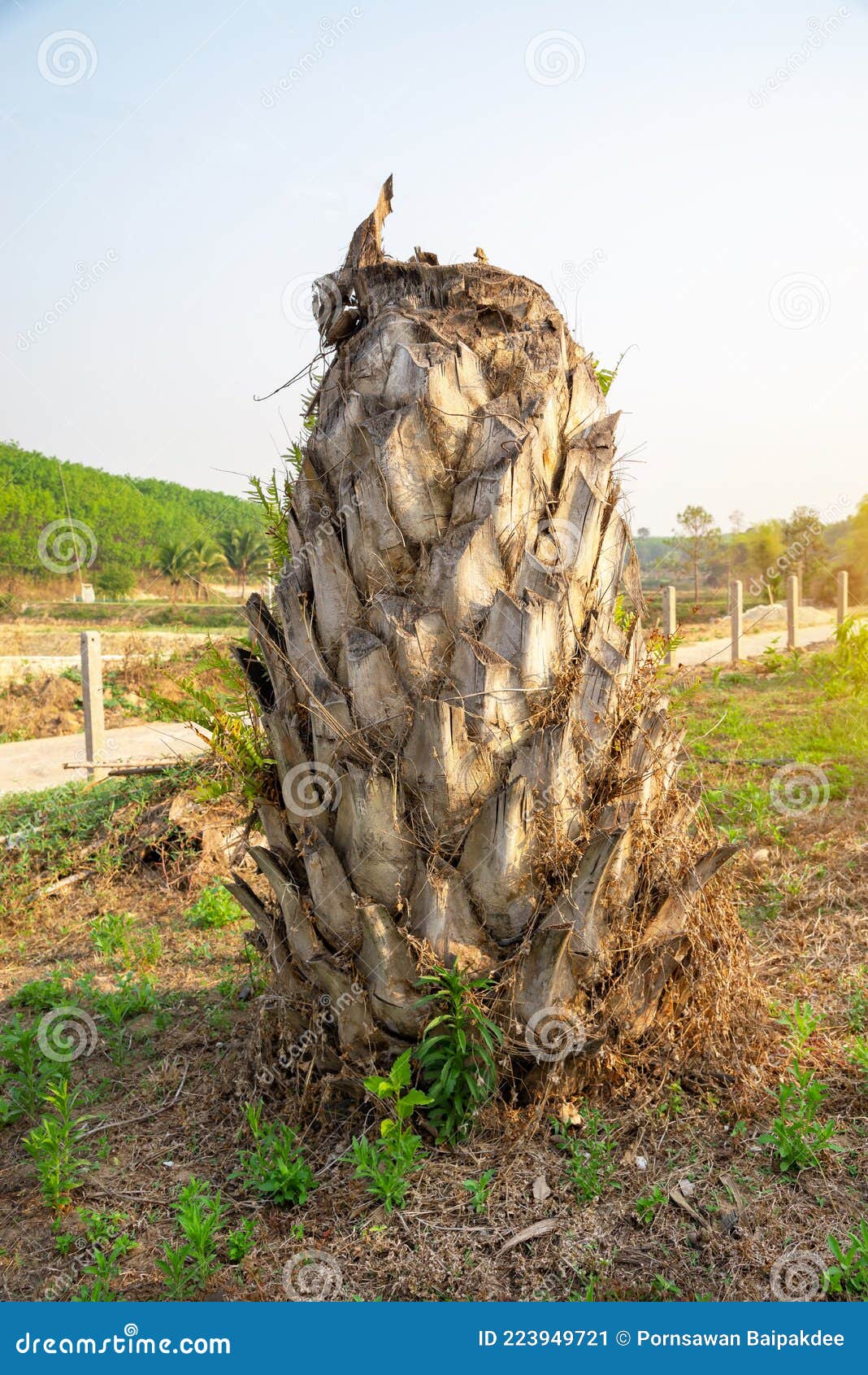 Palm tree stump, stock image. Image of destruction, stem - 223949721 Palm tree stump, stock image. Image of destruction, stem - 223949721