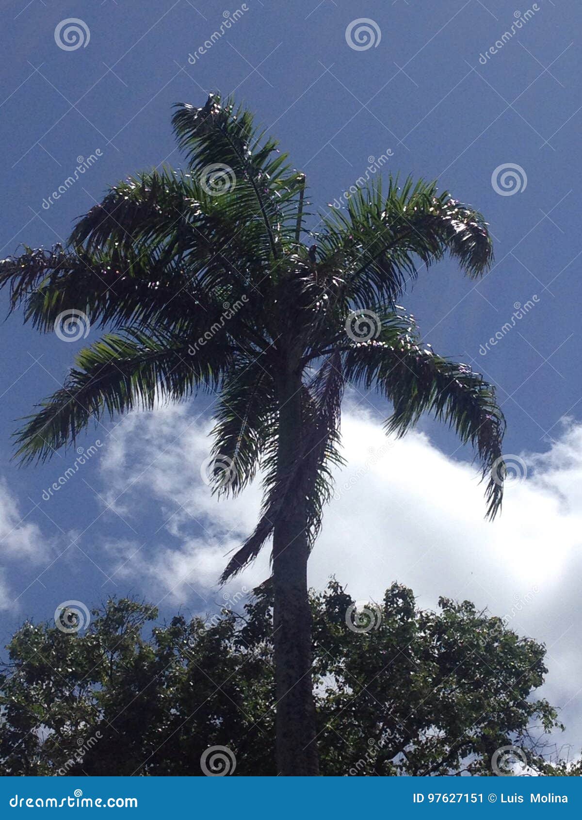Palm Tree during the Summer Stock Image - Image of tropical, summer ...