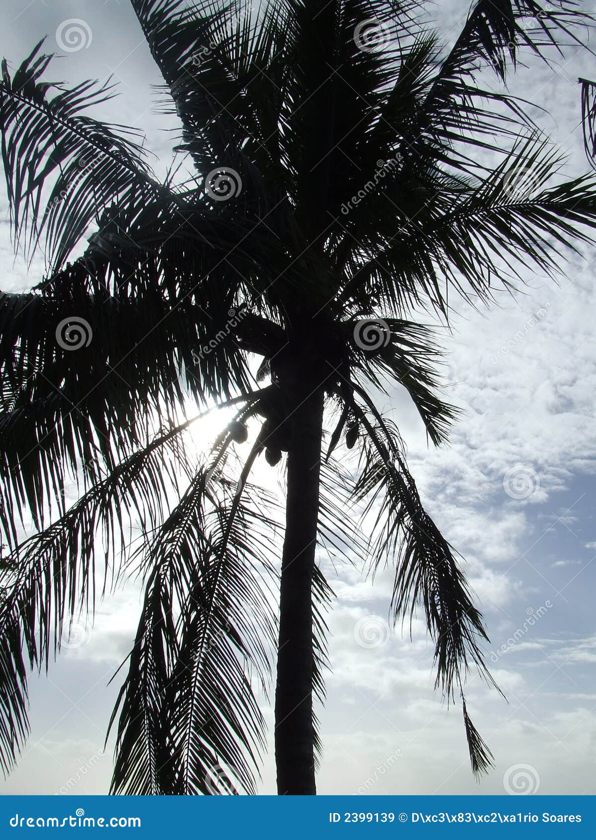 Palm tree in the sun stock image. Image of bora, blue - 2399139