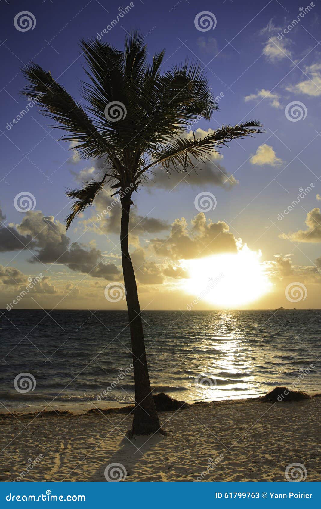 Palm tree and sun stock image. Image of vacation, shadow - 61799763