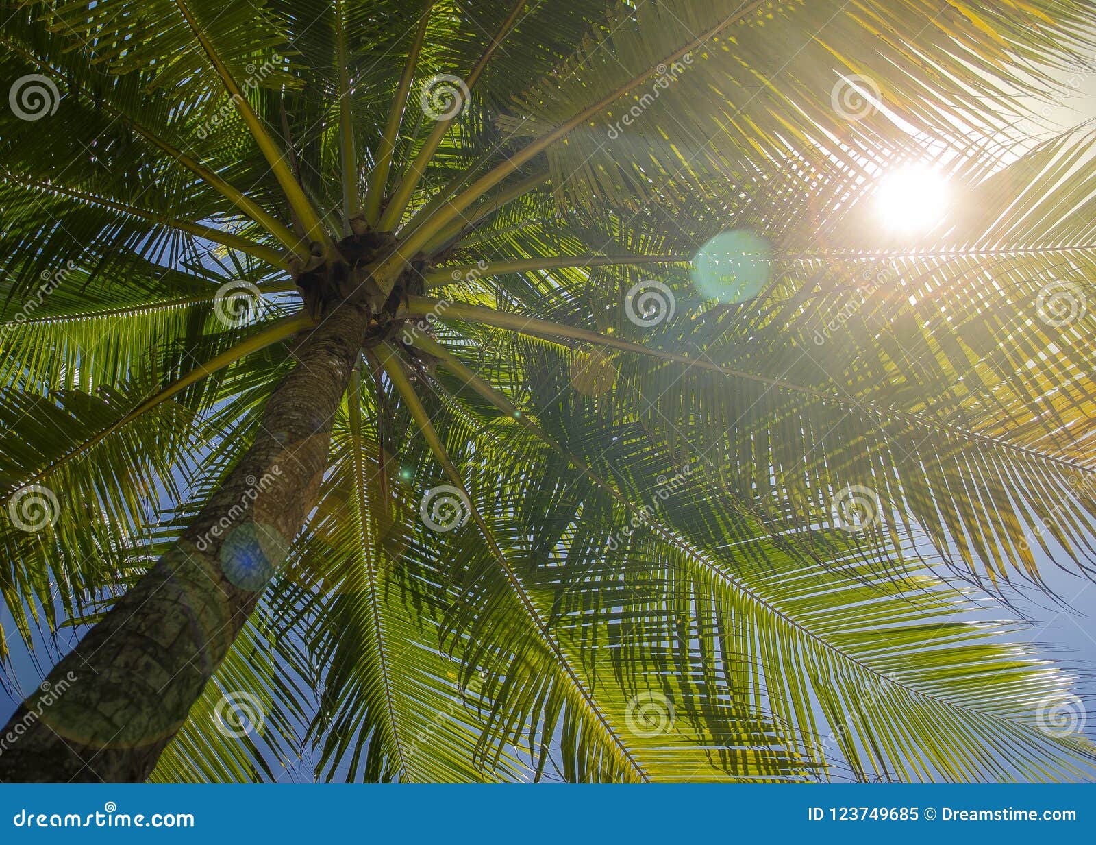 Palm tree sun light flare stock image. Image of caribbean - 123749685