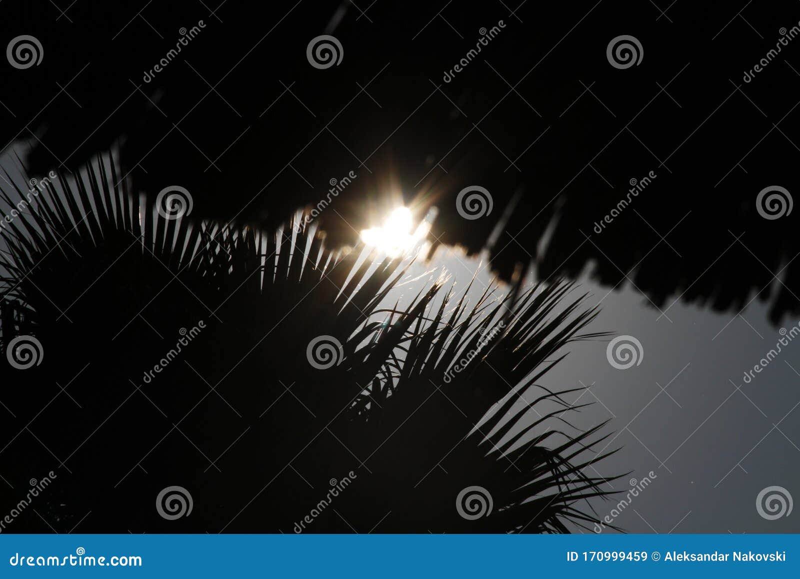 Palm tree sun stock image. Image of tree, tropical, lens - 170999459