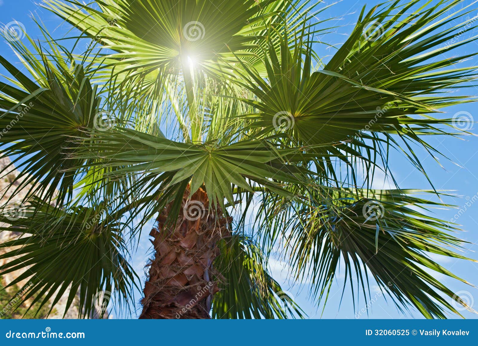 Palm Tree And Sun Rays Royalty-Free Stock Photography | CartoonDealer ...