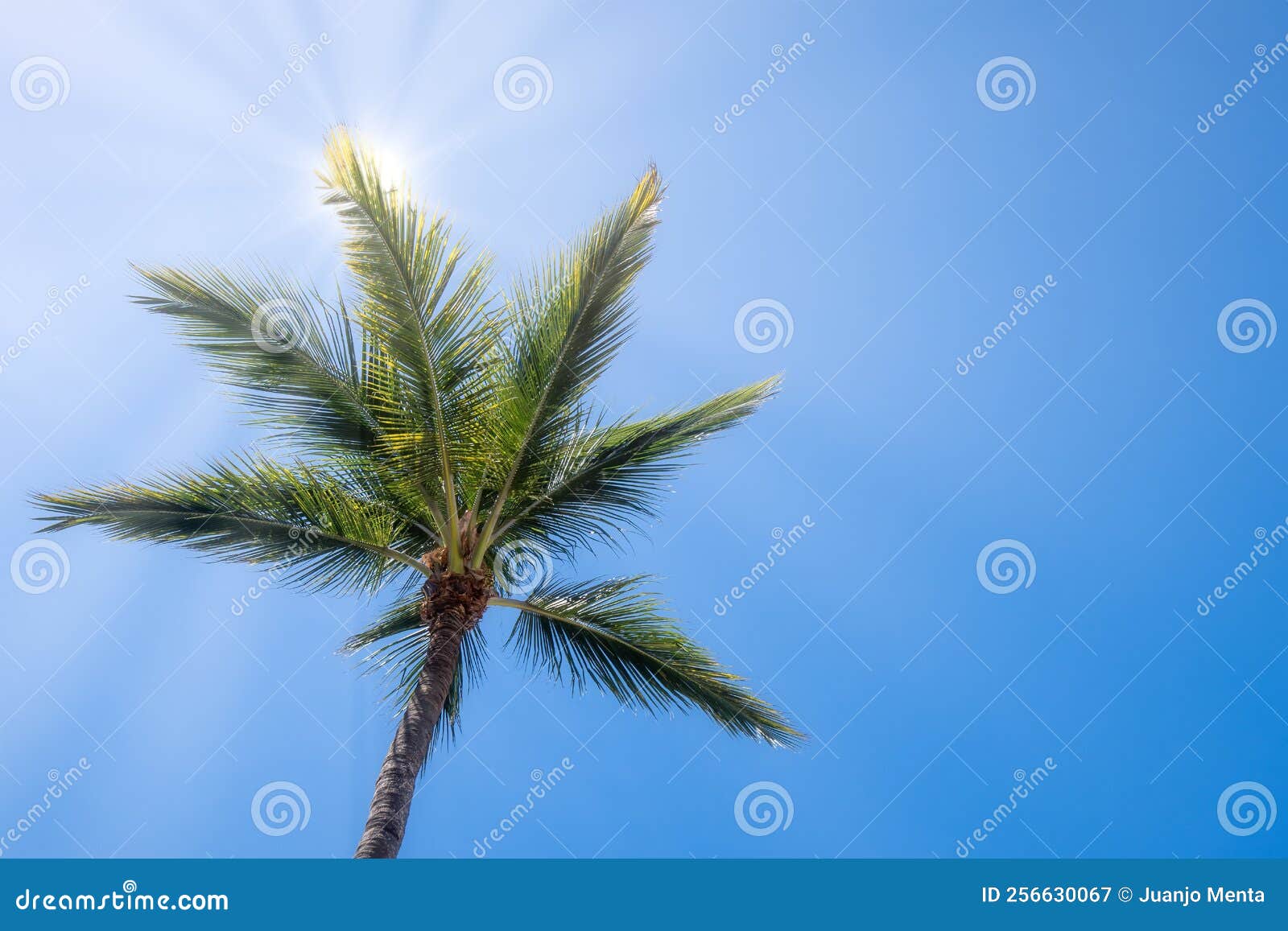Palm Tree with Sun Rays Blue Sky Background and Copyspace Stock Image ...