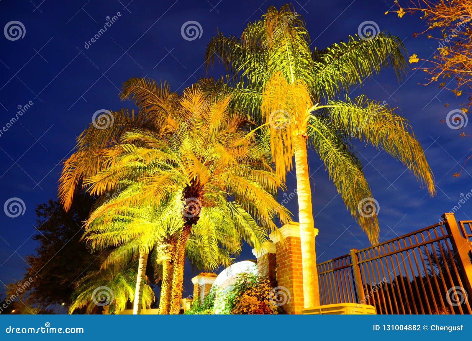 Palm tree at sun set stock photo. Image of night, foliage - 131004882