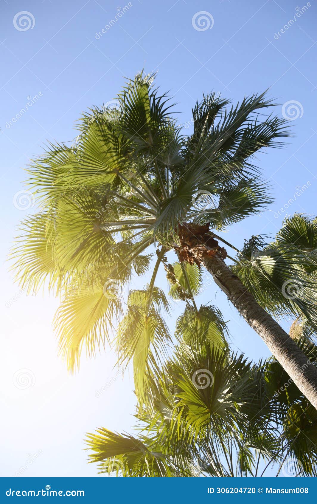 A Palm Tree with the Sun Shining through it Stock Photo - Image of ...