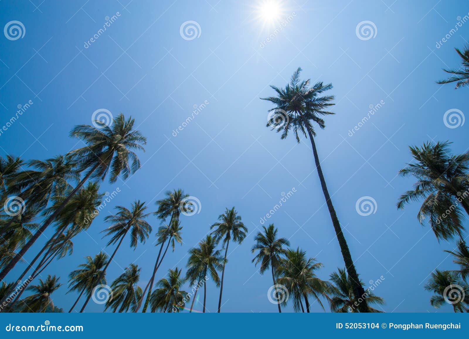 Palm tree with sun stock photo. Image of sunset, tropical - 52053104