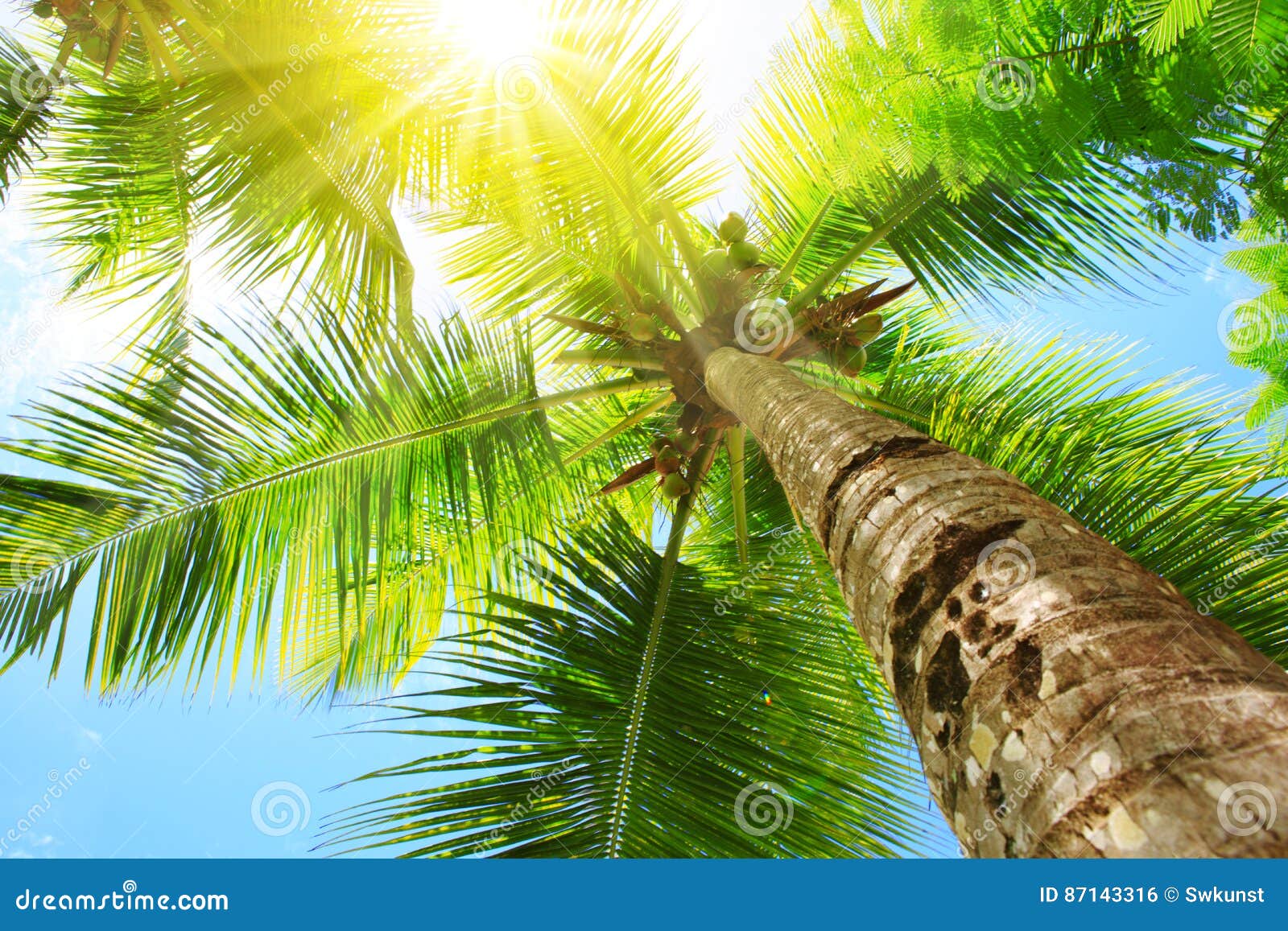 Palm tree and sun. stock photo. Image of palm, landscape - 87143316