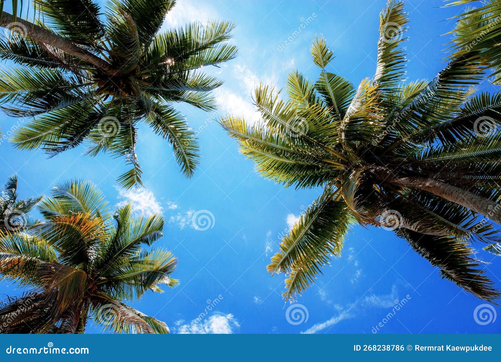 Palm Tree with Sunlight in Summer Stock Photo - Image of palm, natural ...