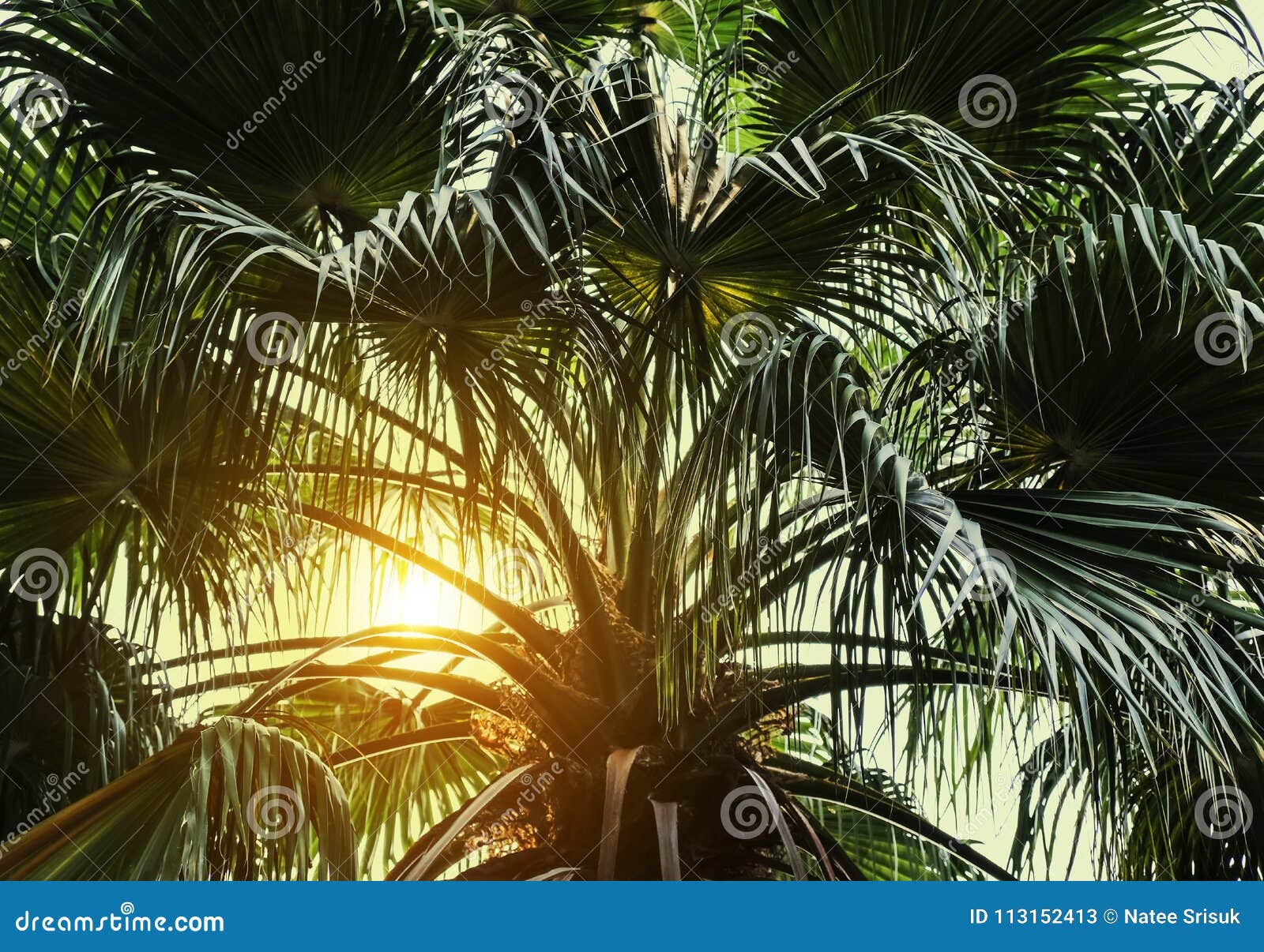Palm Tree with Sunlight Tropical Background Stock Image - Image of ...