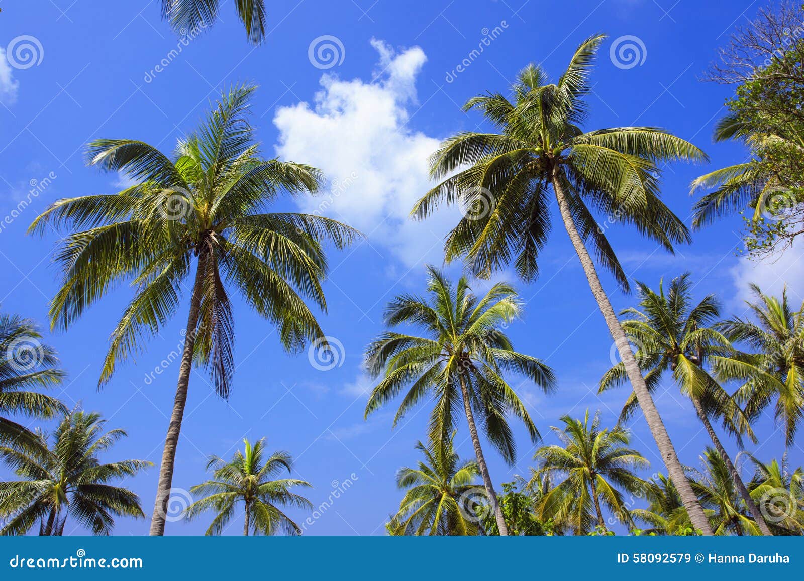 Palm Tree with Sunny Day. Thailand. Koh Samui Island. Stock Image ...
