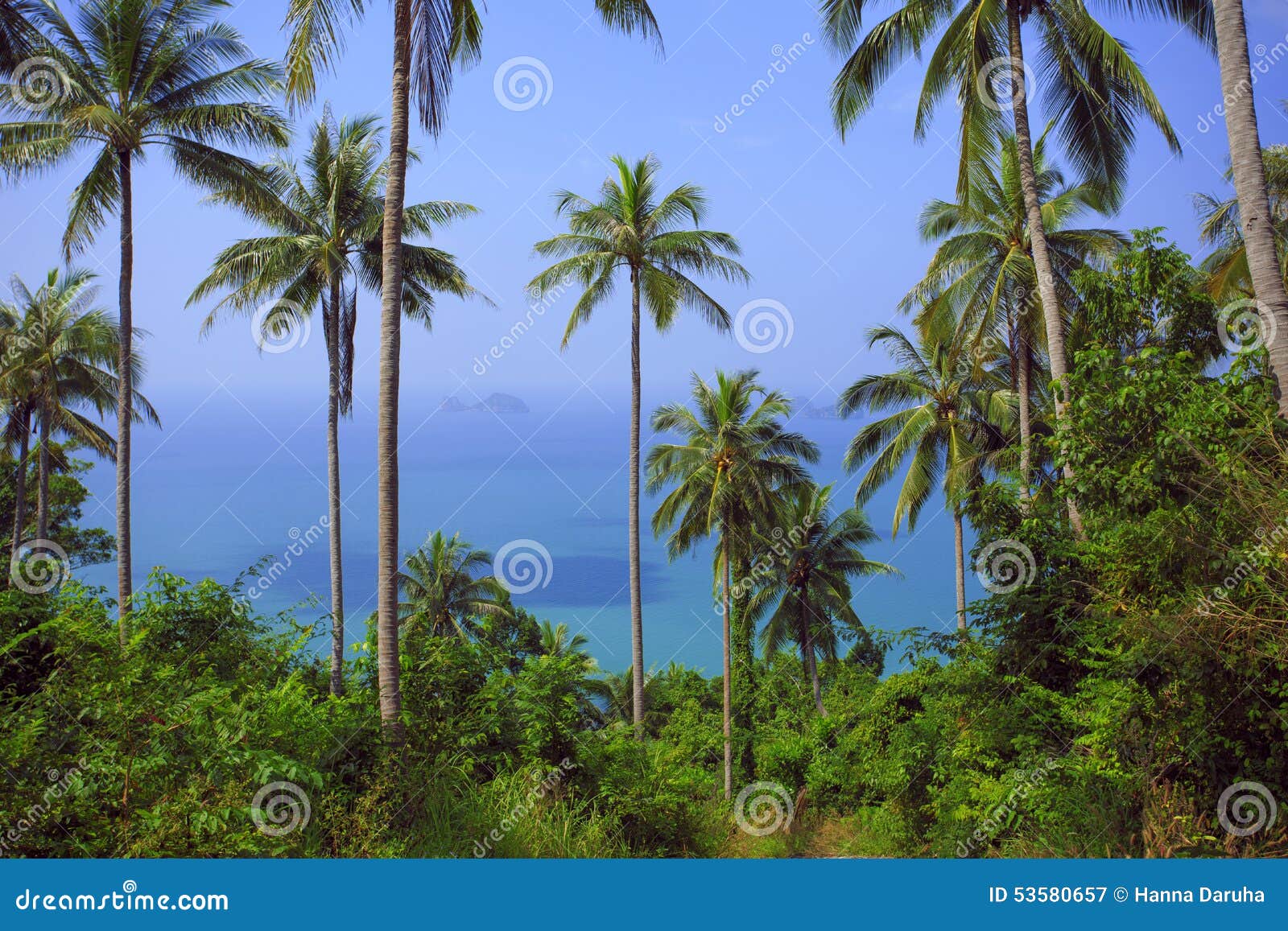 Palm Tree with Sunny Day. Thailand. Koh Samui Island. Stock Image ...