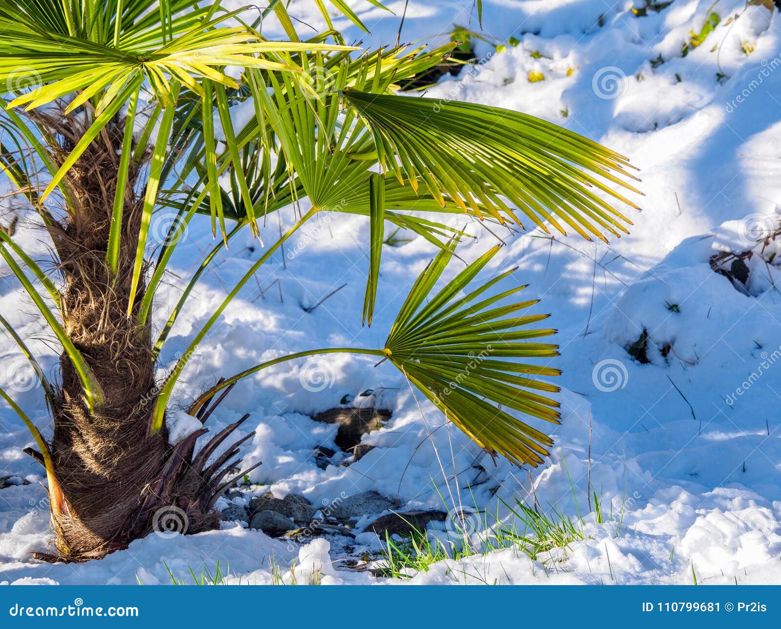 Snow on a palm tree stock image. Image of plant, backgrounds - 110799681