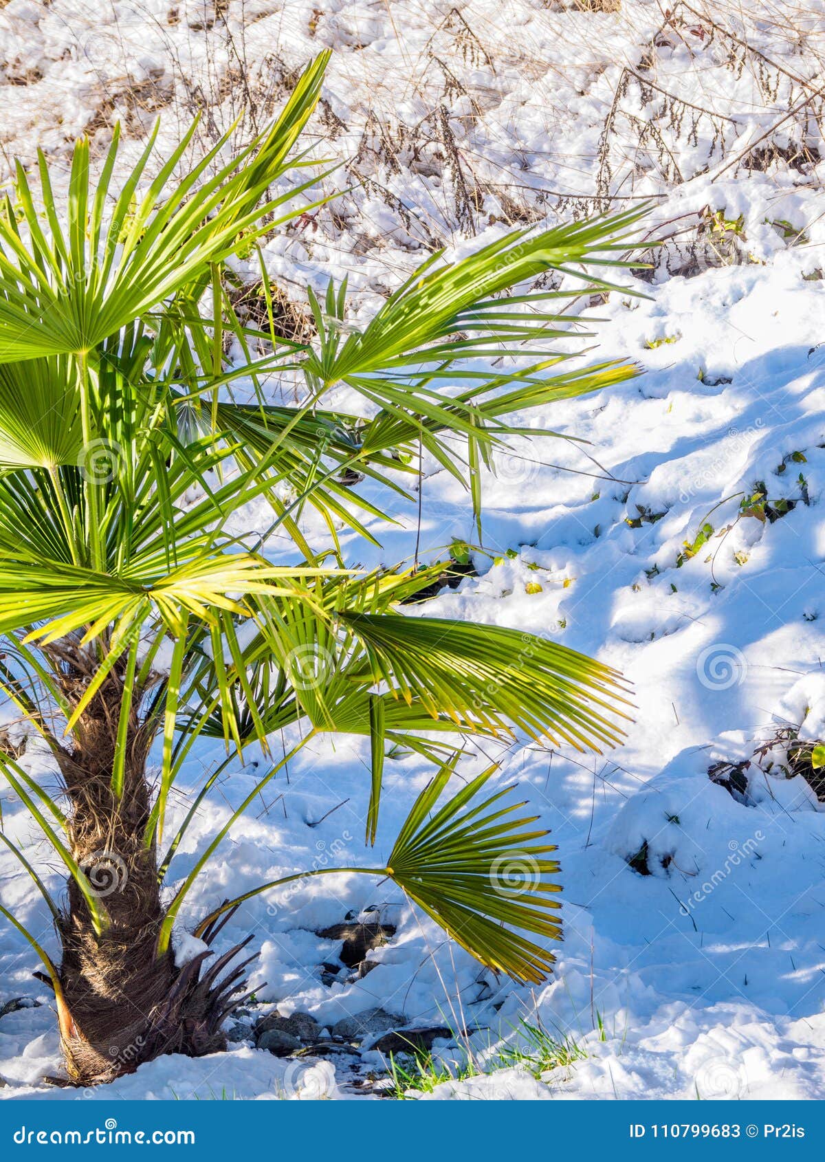 Snow on a palm tree stock image. Image of cold, winter - 110799683