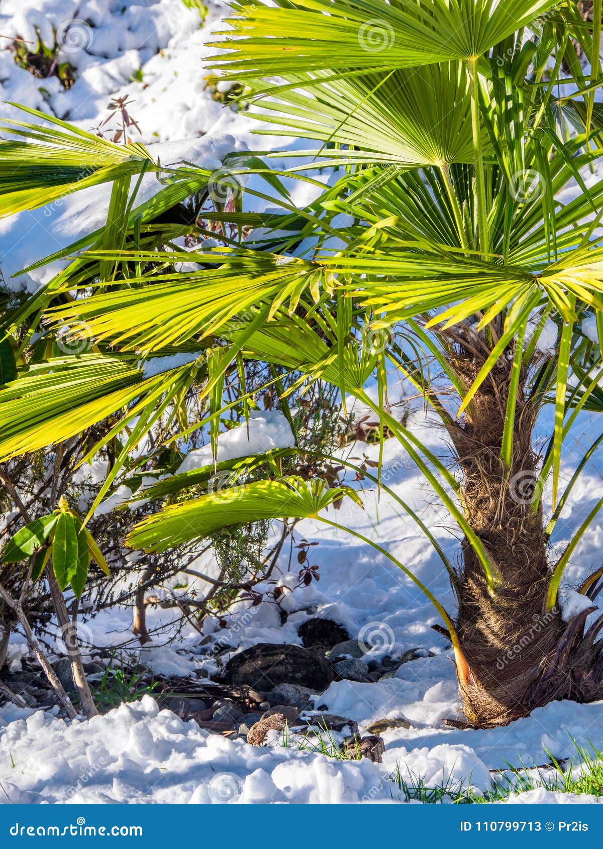 Snow on a palm tree stock image. Image of white, winter - 110799713
