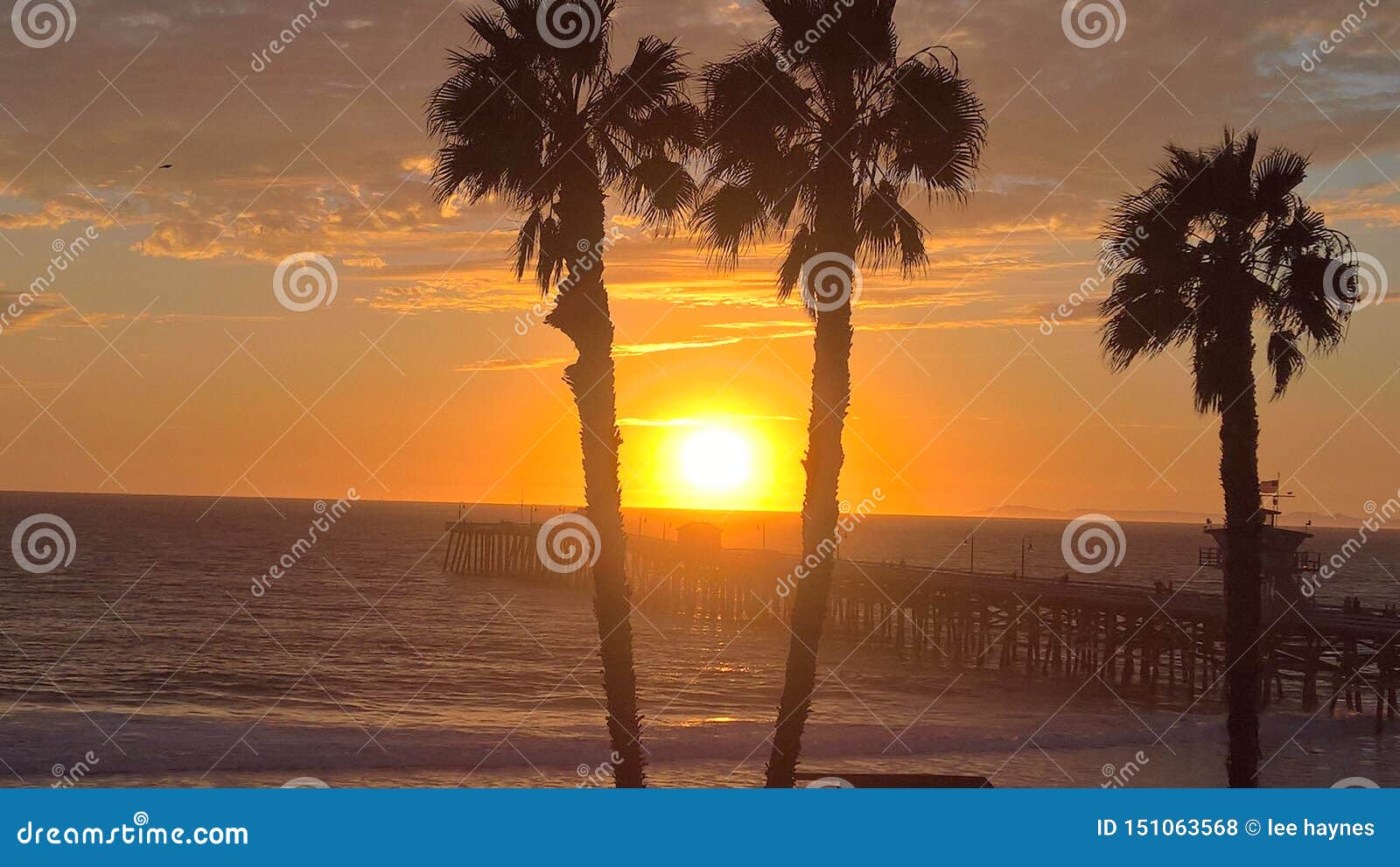 Palm tree stock photo. Image of sunrise, sunshine, tree - 151063568