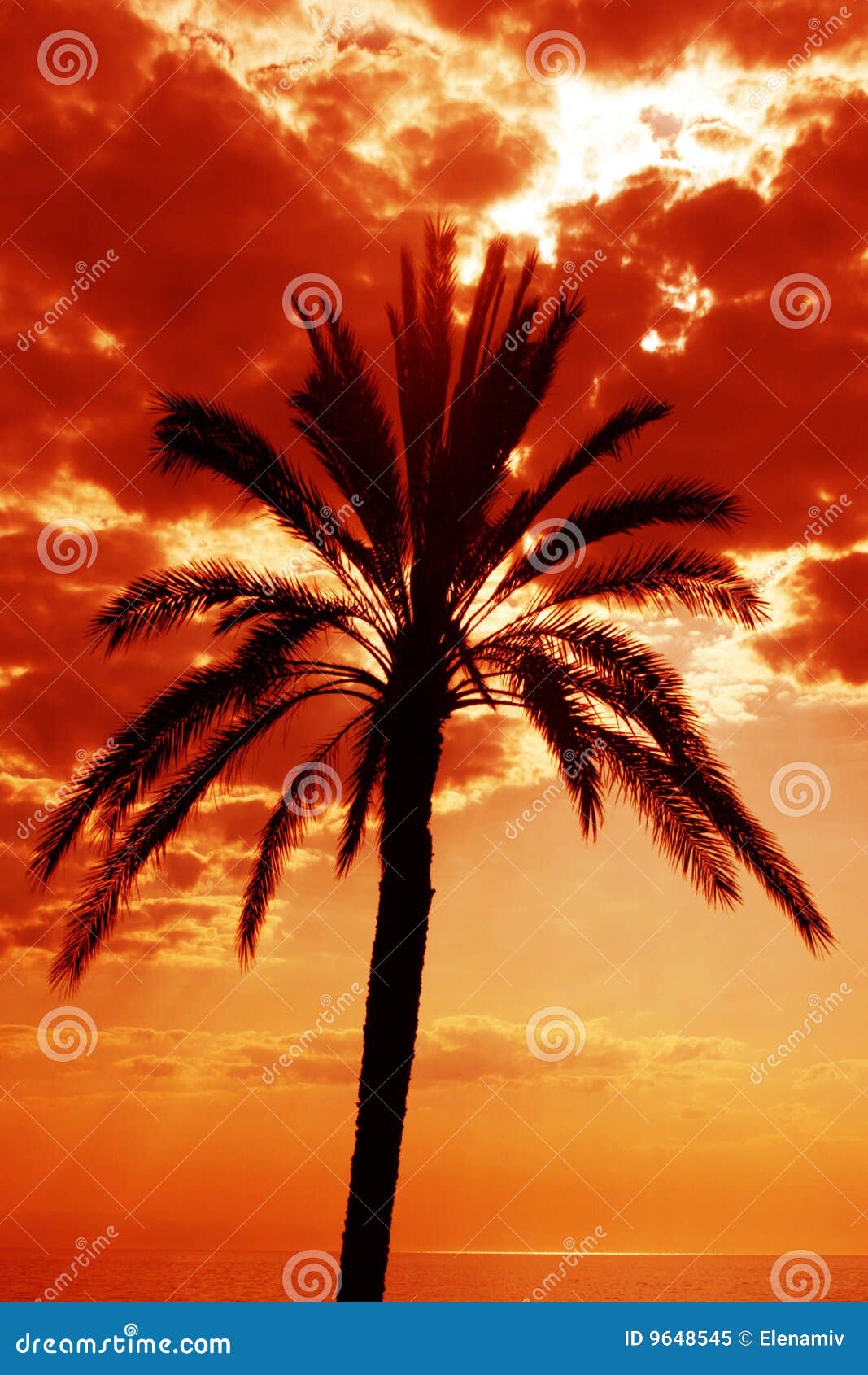 Palm tree at sunset. stock image. Image of climate, leisure - 9648545