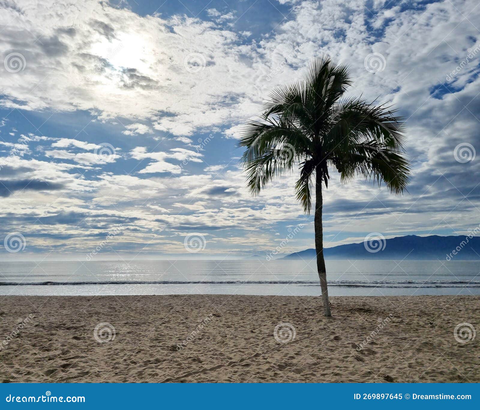 Palm Tree at Sunset on the Beach with Some Clouds Stock Image - Image ...