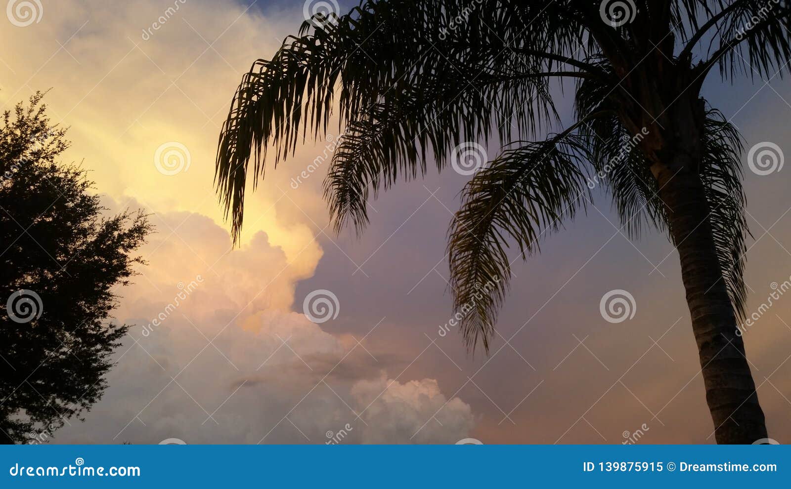 Palm tree at sunset stock image. Image of sunset, palm - 139875915