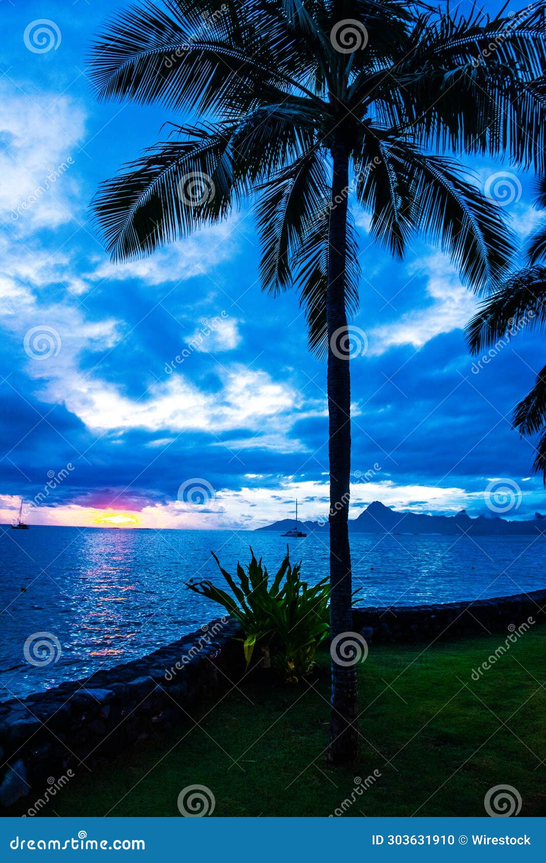 Palm Tree at Sunset Under the Blue Sky Stock Photo - Image of peaceful ...