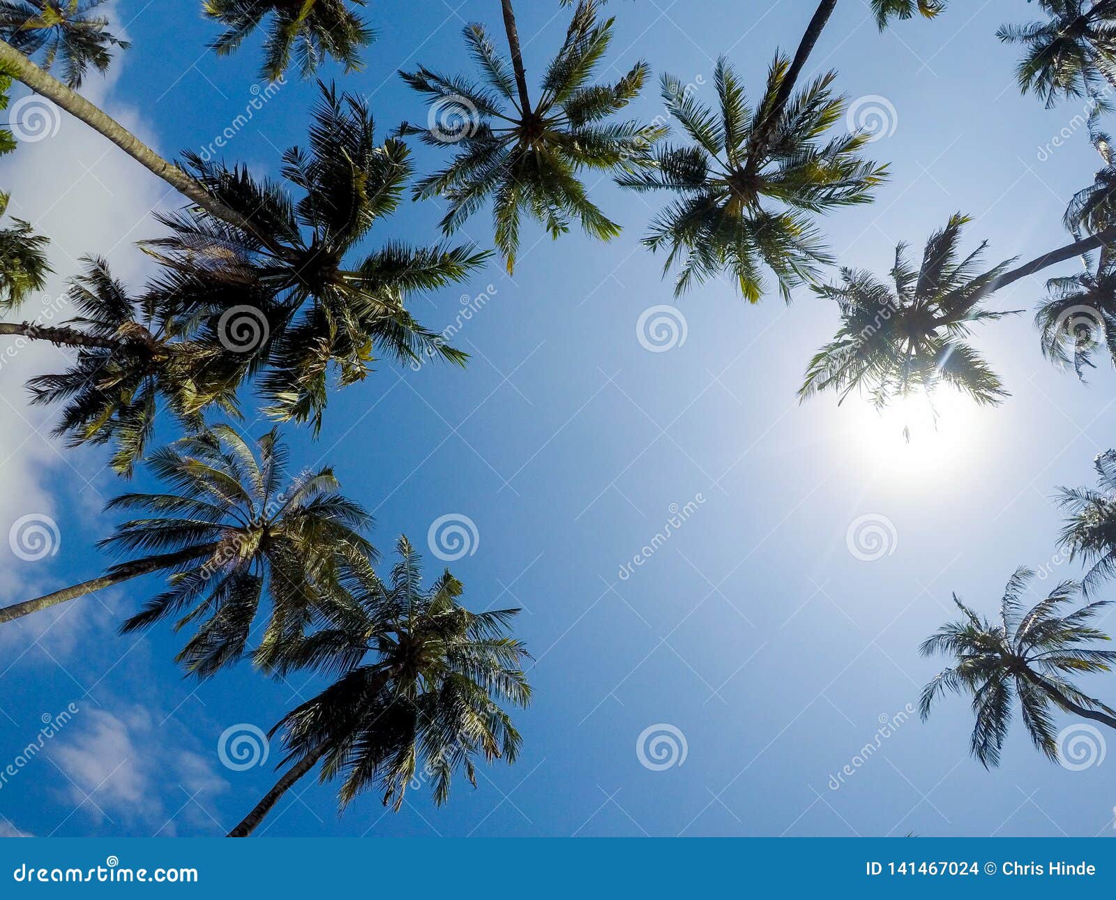 Palm Tree Sunshine stock photo. Image of light, palm - 141467024