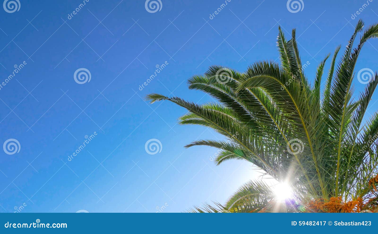 Palm Tree with Sunshine Background Stock Image - Image of tree, leaf ...