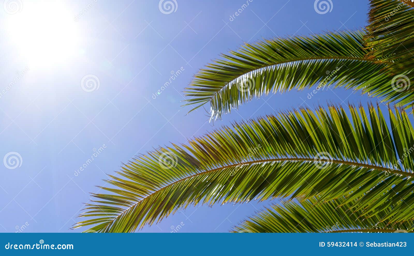 Palm Tree with Sunshine Background Stock Photo - Image of exotic, tree ...