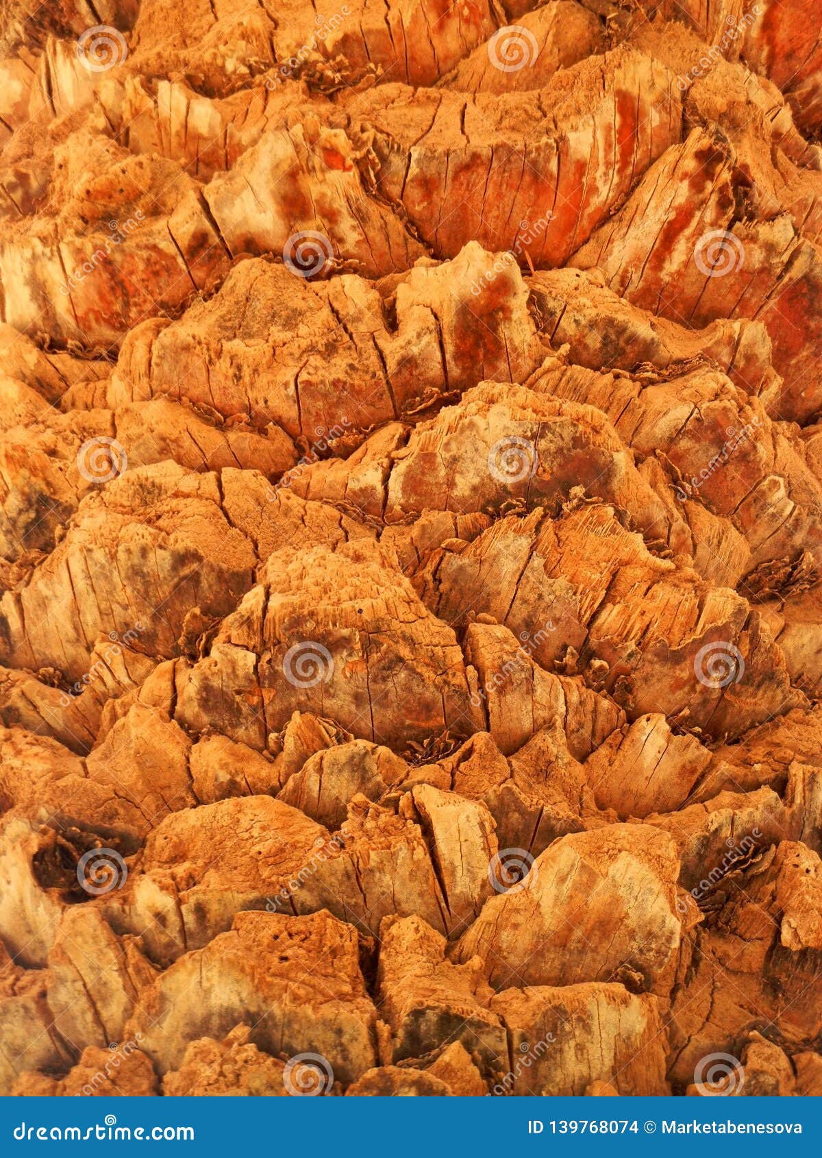 Palm tree bark structure stock photo. Image of plant - 139768074
