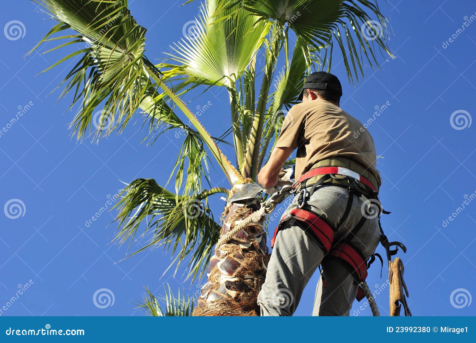 Palm Tree Surgeon at Work stock photo. Image of harness - 23992380