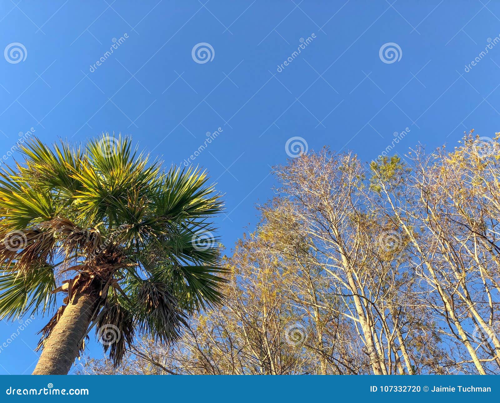 Palm tree in swamp stock photo. Image of forest, marsh - 107332720