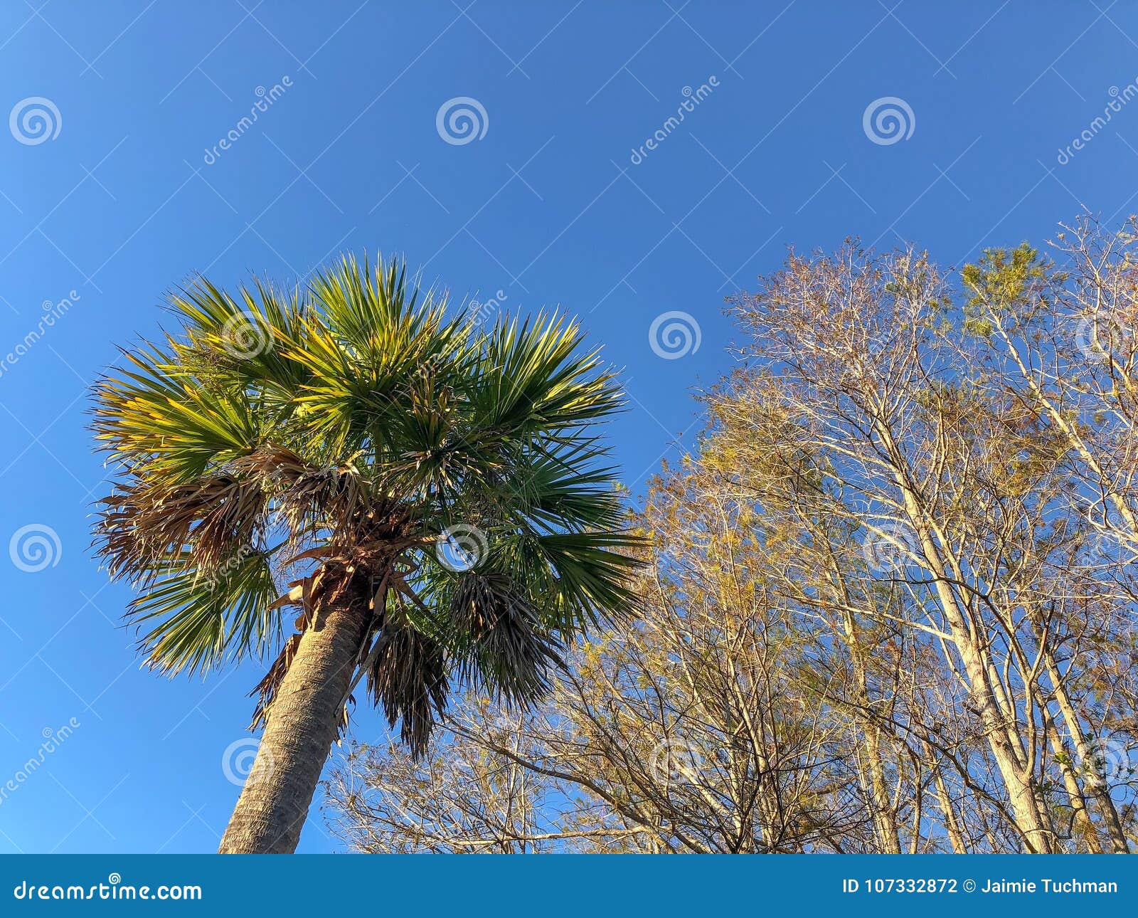 Palm tree in swamp stock photo. Image of forrest, florida - 107332872