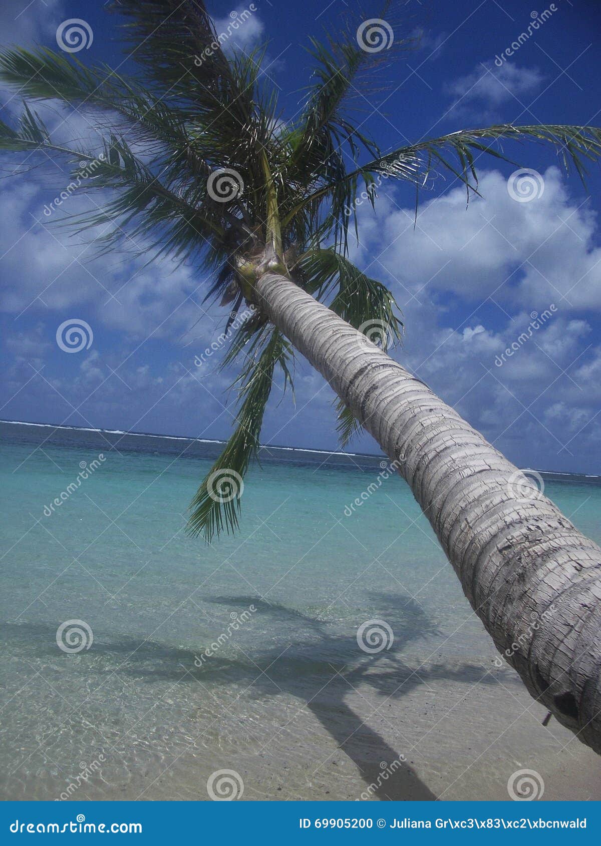 Palm Tree stock photo. Image of tree, palm, samoa, tanu - 69905200