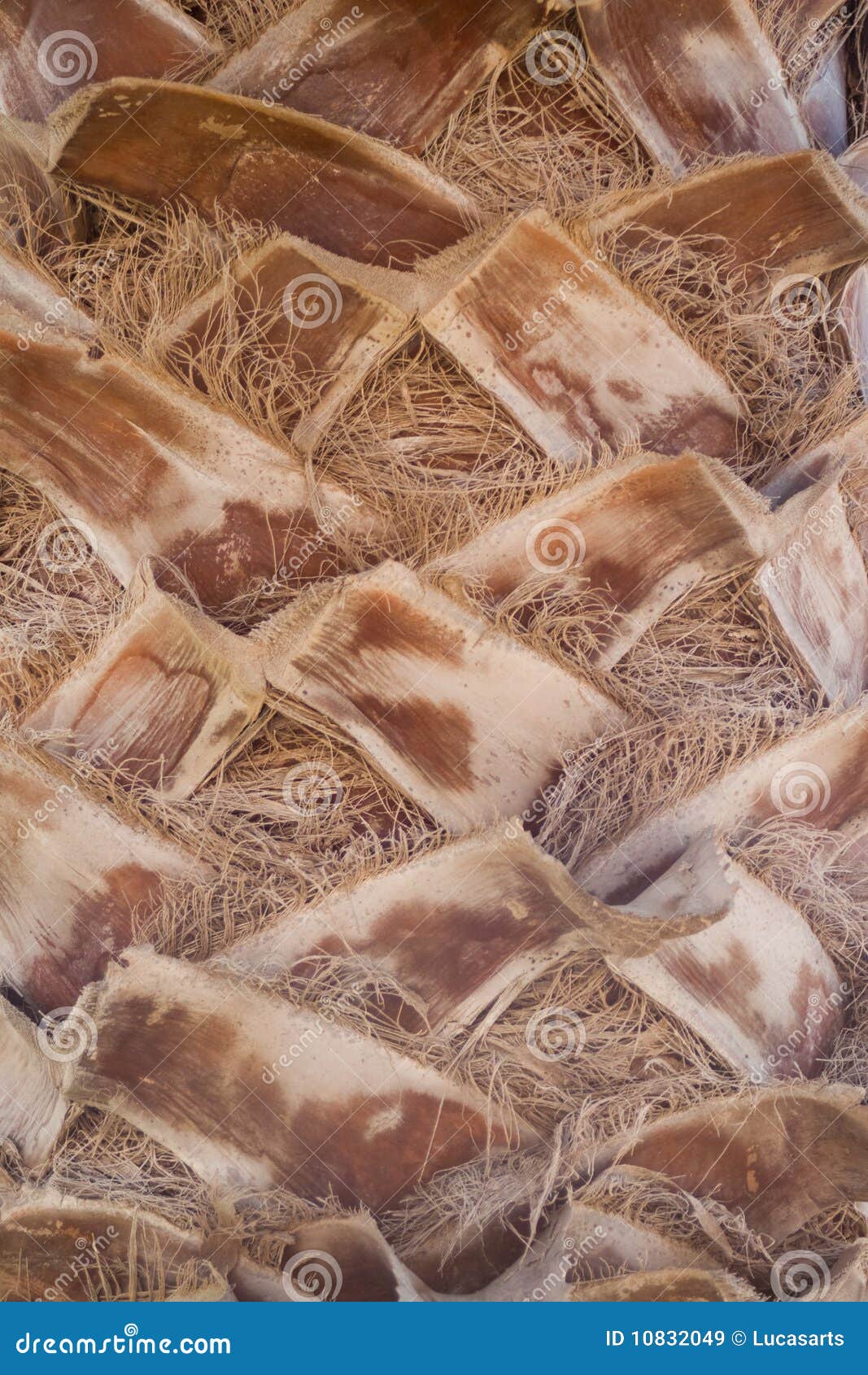 Palm tree texture stock image. Image of dying, growing - 10832049