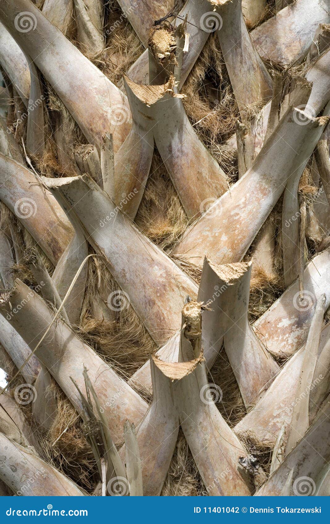 Palm Tree texture stock photo. Image of tree, tropical - 11401042