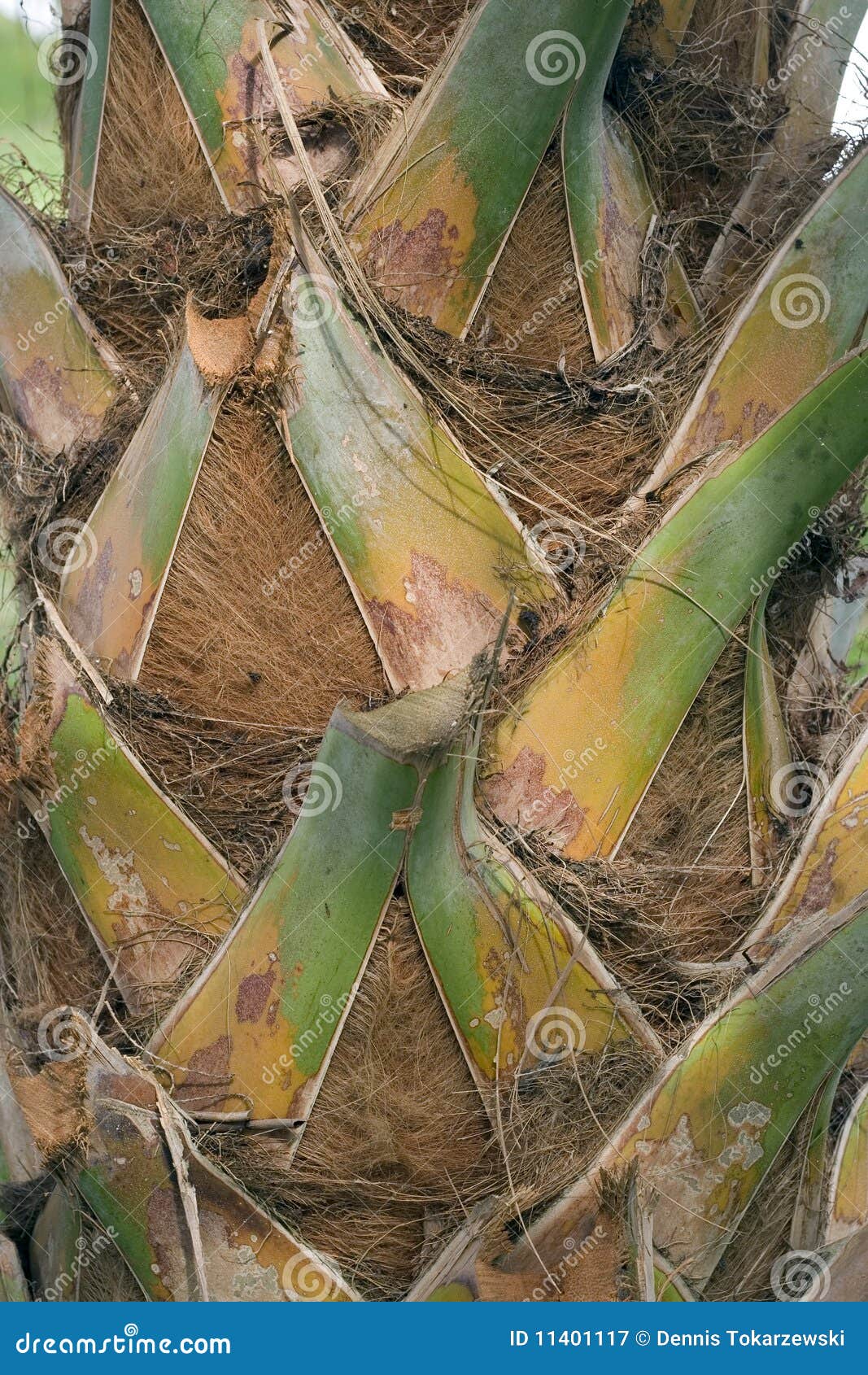 Palm Tree texture stock image. Image of lattice, ensete - 11401117