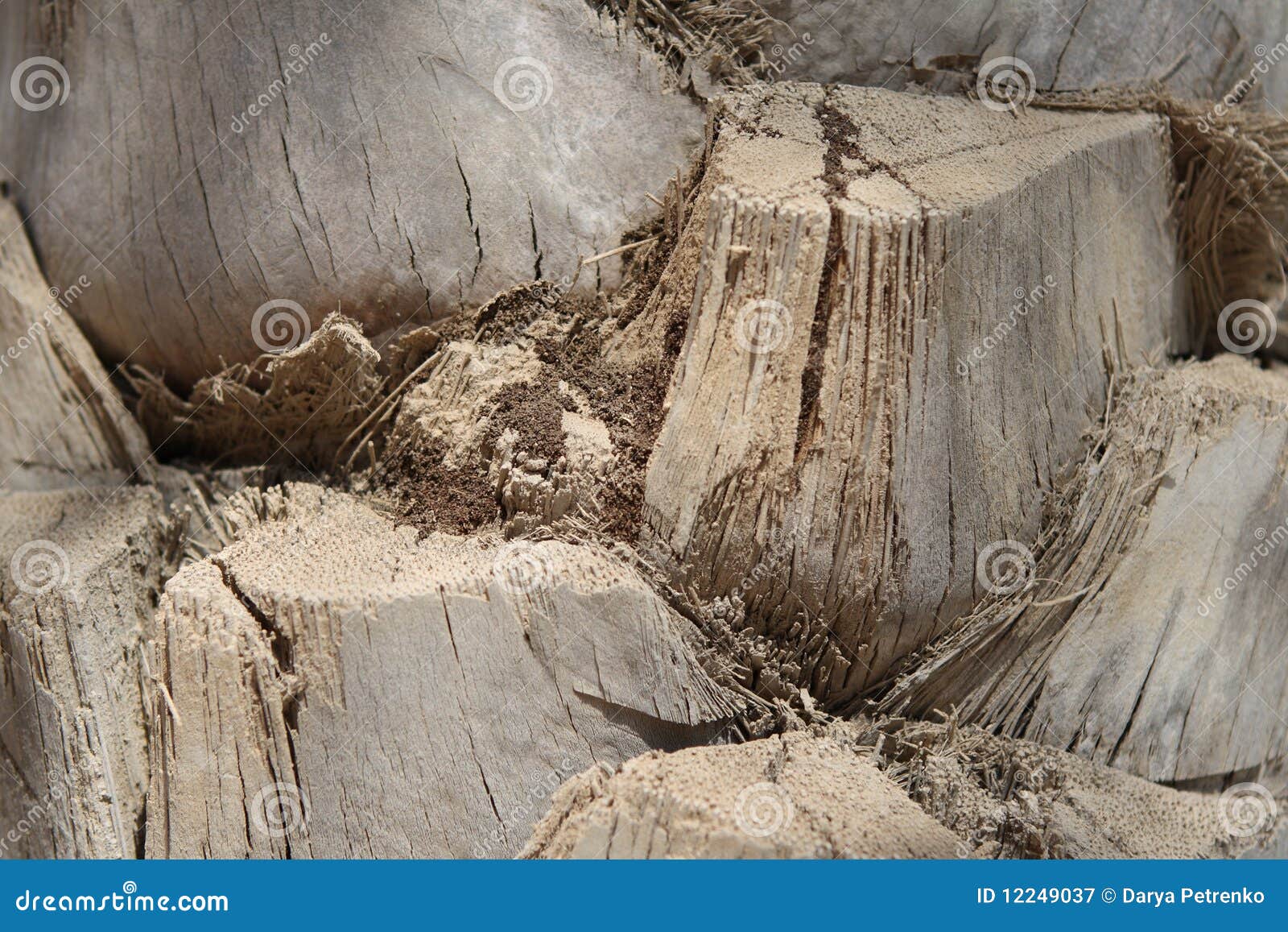 Palm tree texture stock image. Image of grey, palm, garden - 12249037