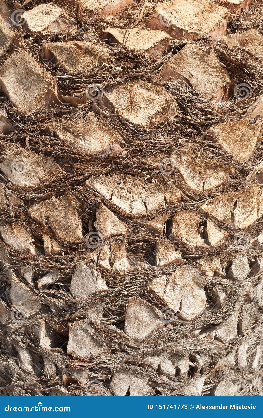 Palm tree texture stock image. Image of vertical, nature - 151741773