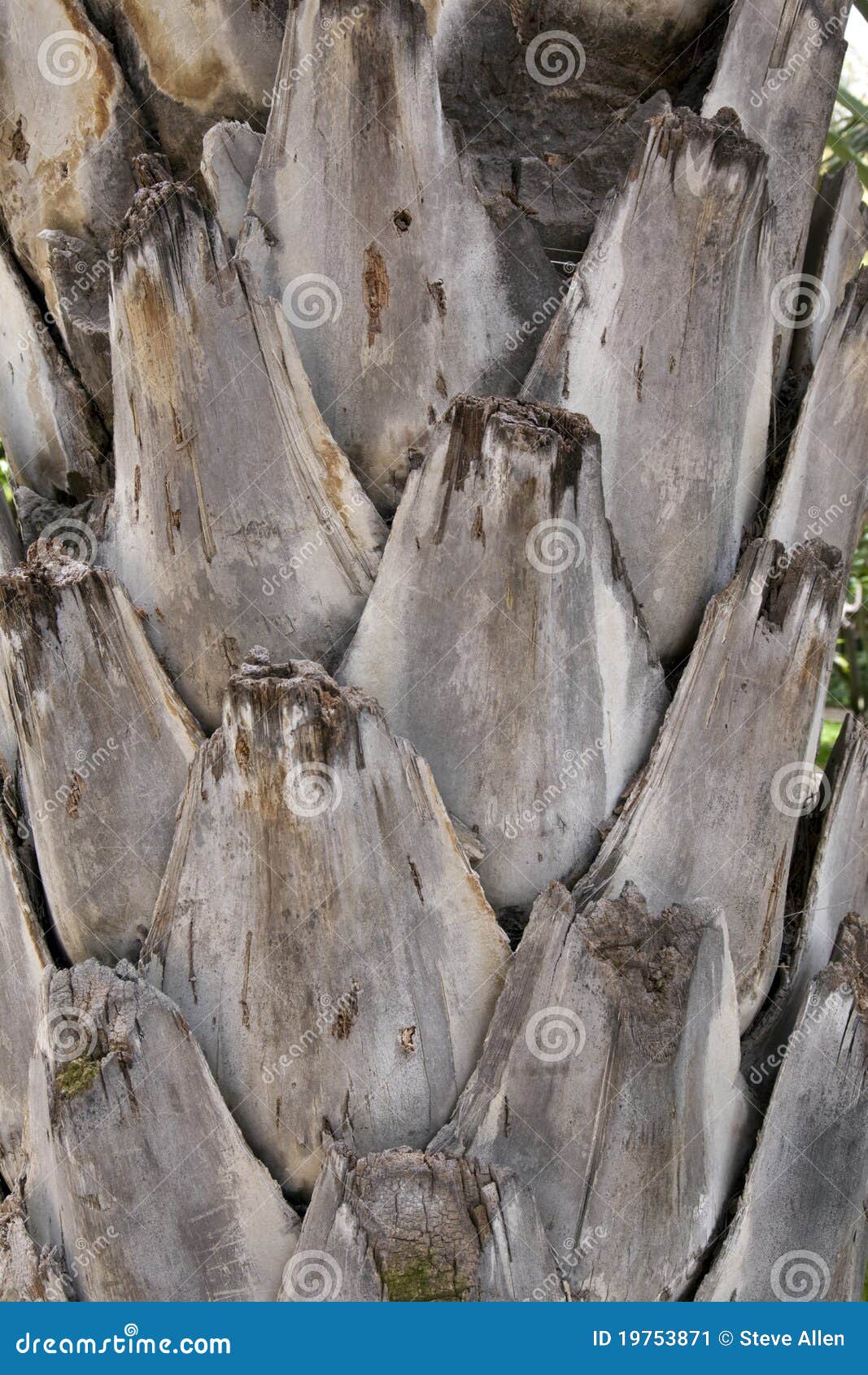 Palm Tree - Texture stock image. Image of palm, bark - 19753871