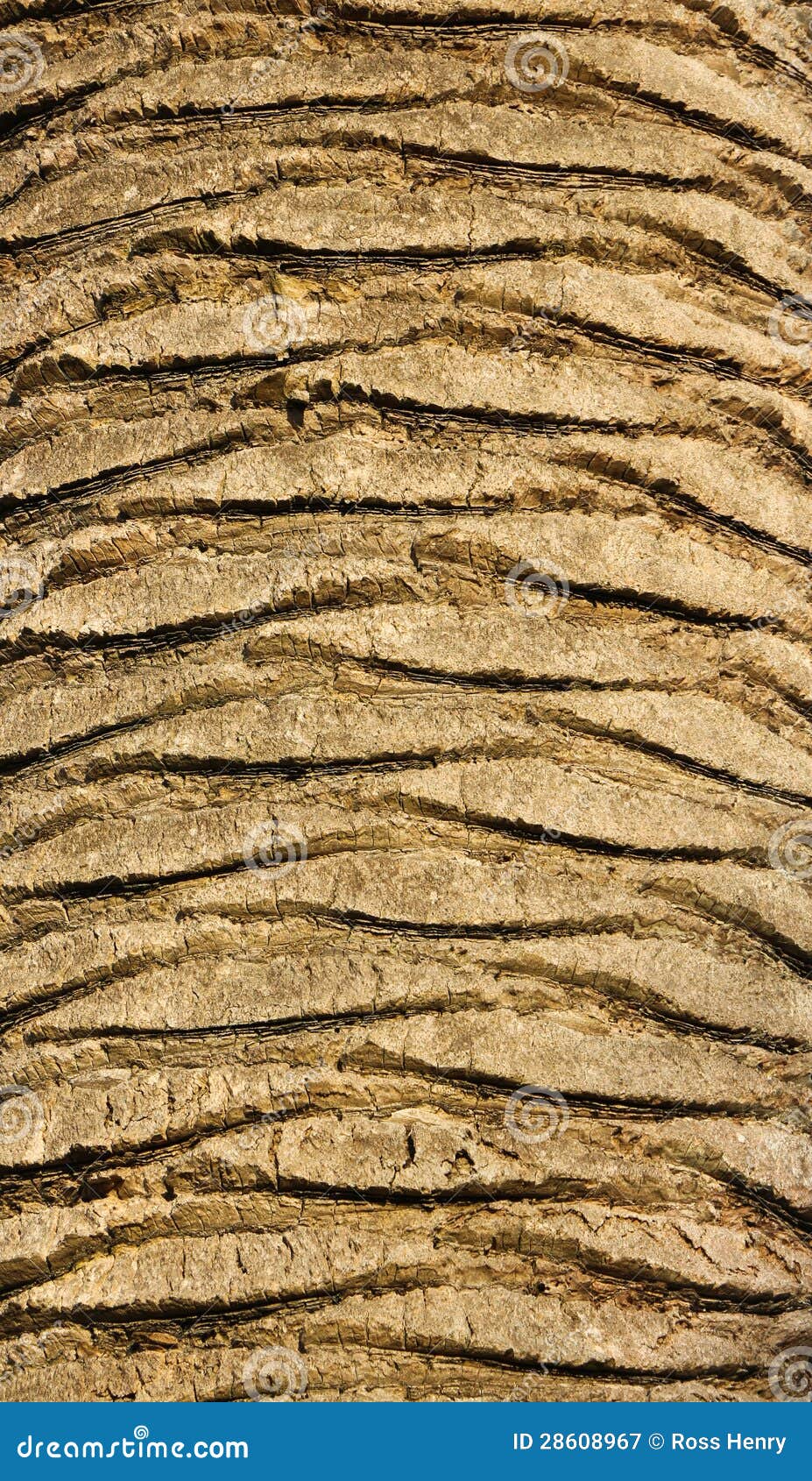 Palm Tree Texture stock image. Image of rough, natural - 28608967