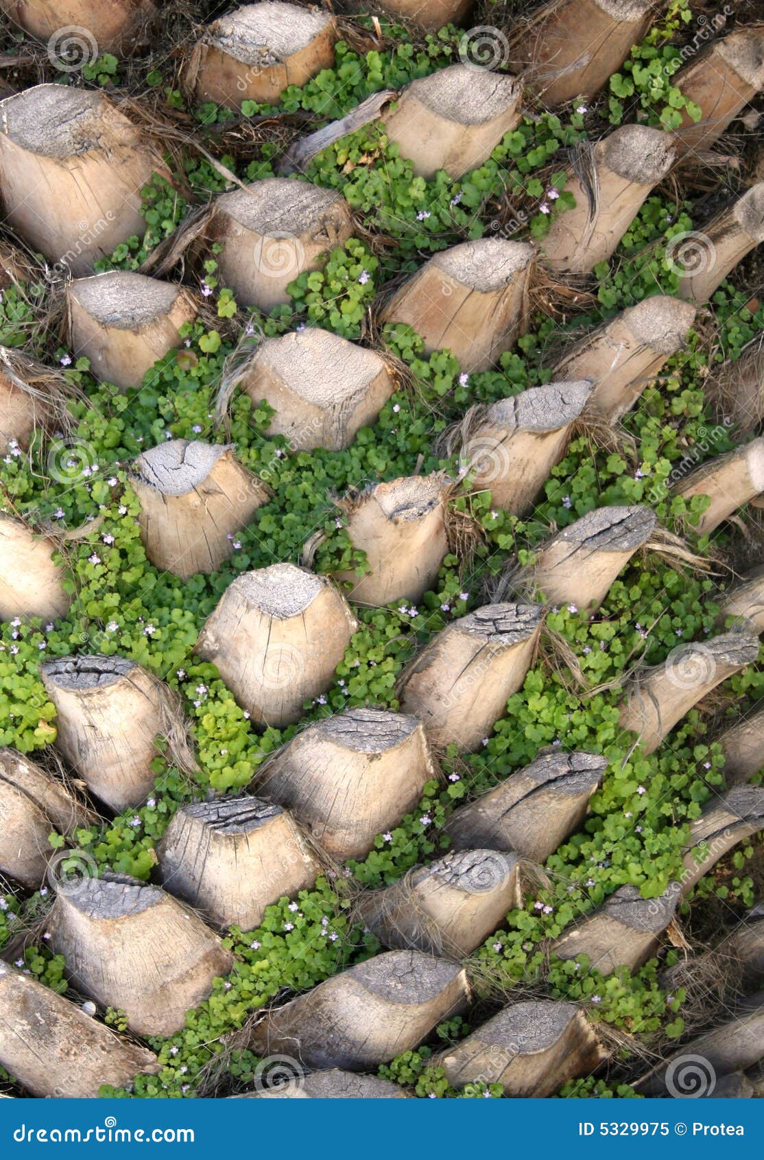 Palm-tree. Texture stock image. Image of leafs, vegetation - 5329975