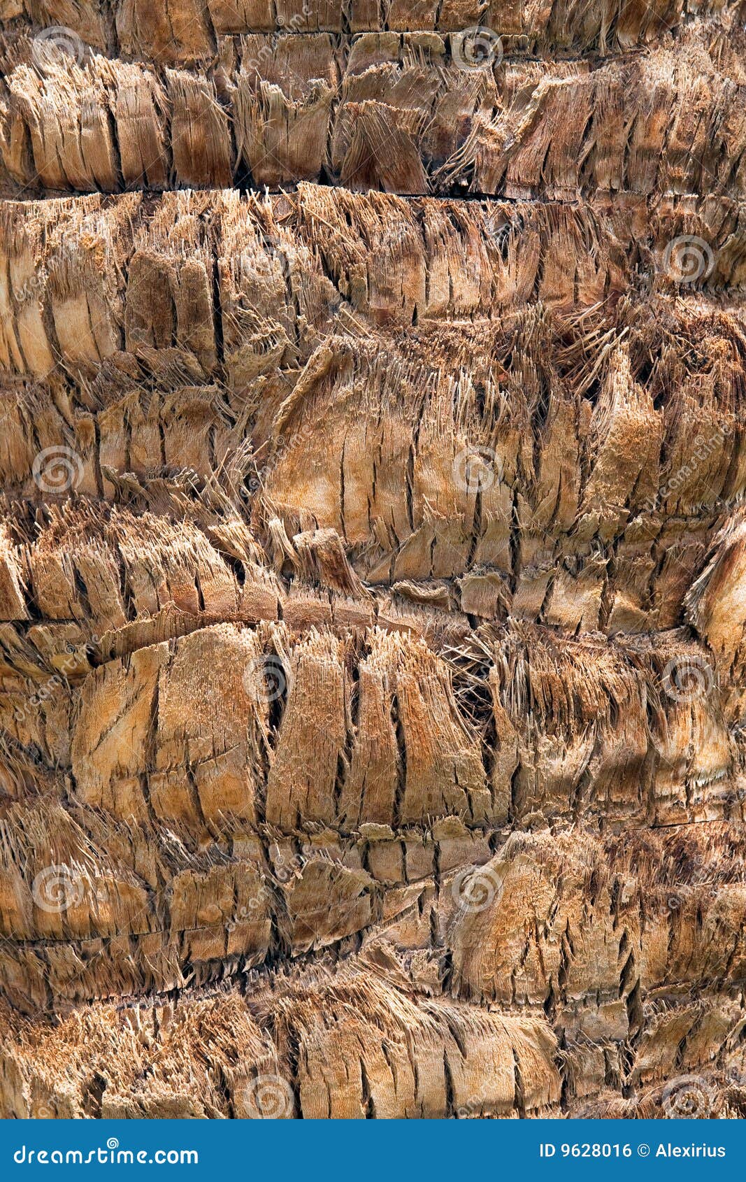 Palm tree texture stock photo. Image of wood, palm, tree - 9628016