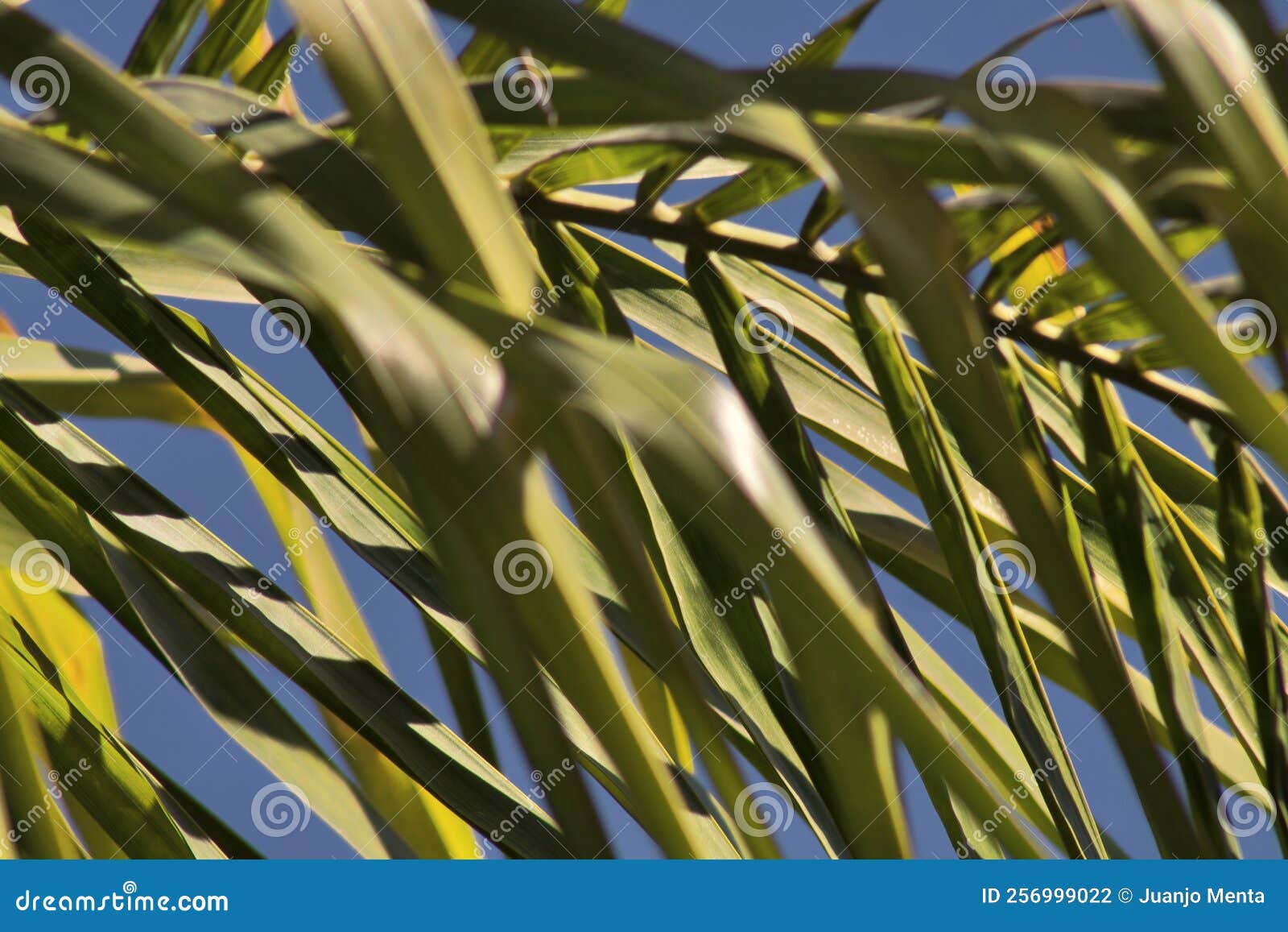 Palm Tree Texture with Blue Sky Background Stock Photo - Image of leaf ...