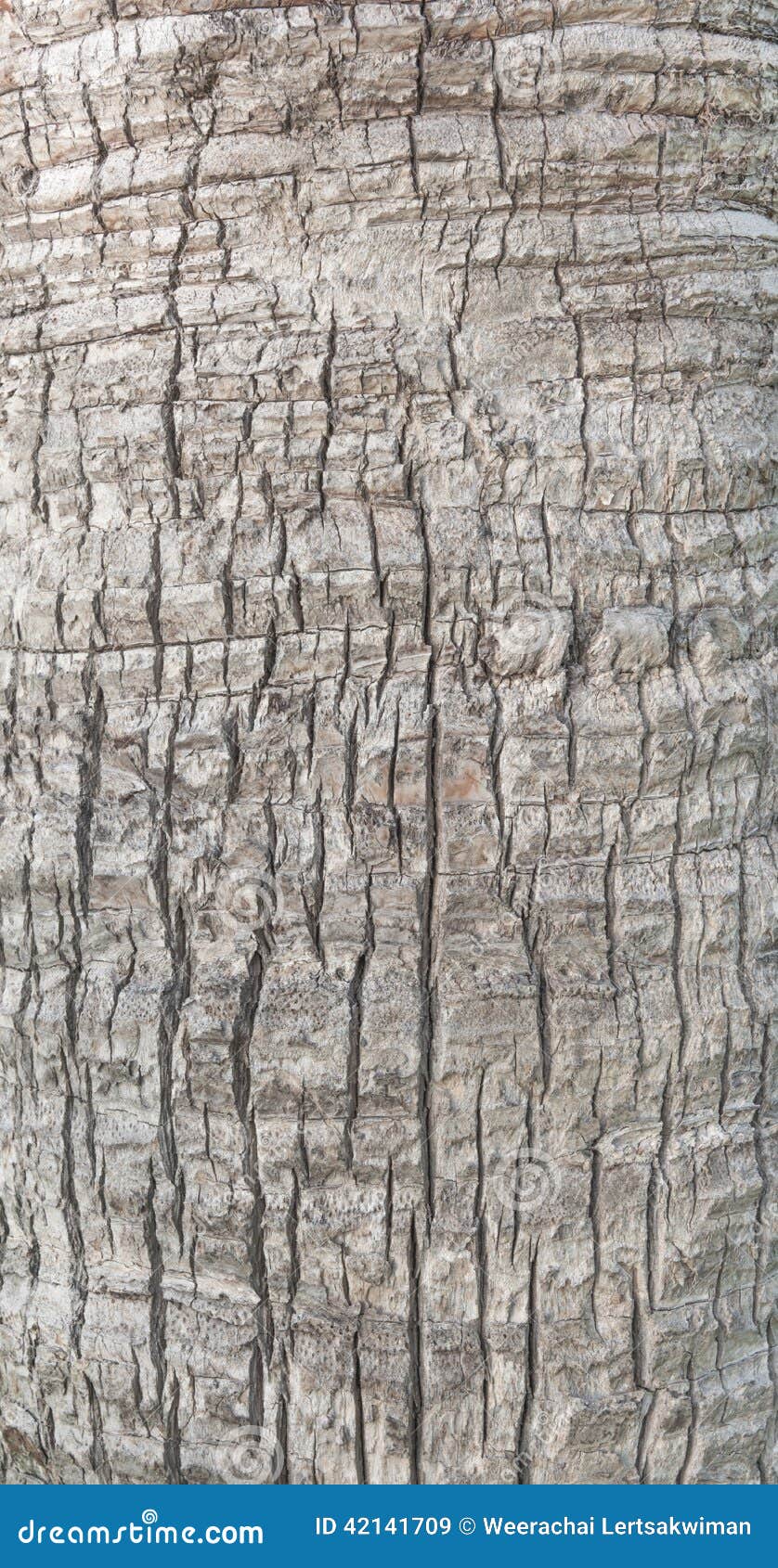 Palm tree texture stock image. Image of surface, pattern - 42141709