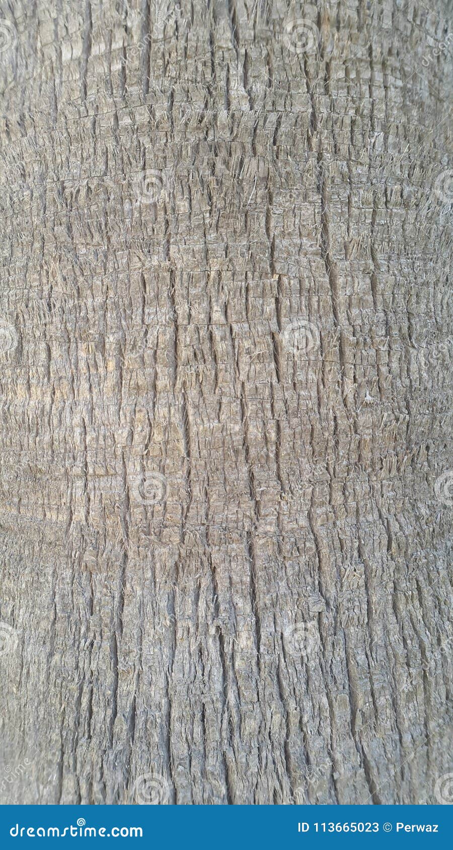 Palm tree texture stock image. Image of tree, nature - 113665023