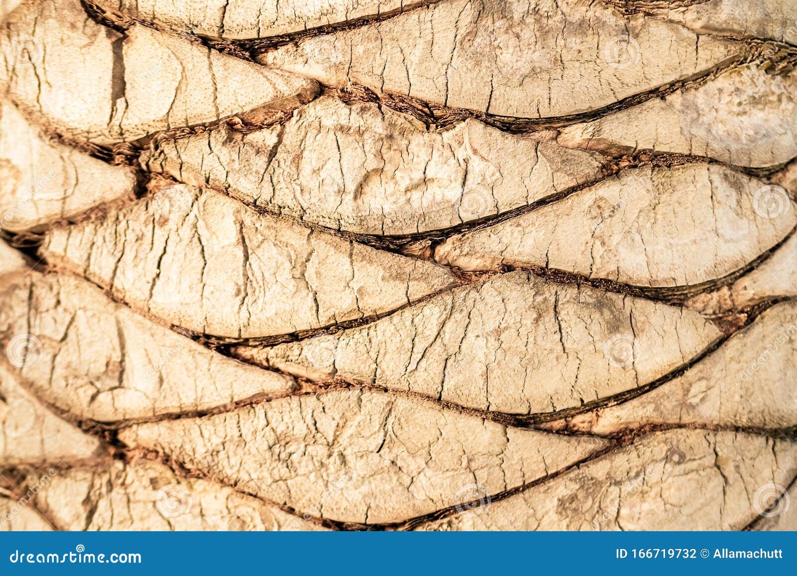 Palm tree texture stock photo. Image of design, backdrop - 166719732